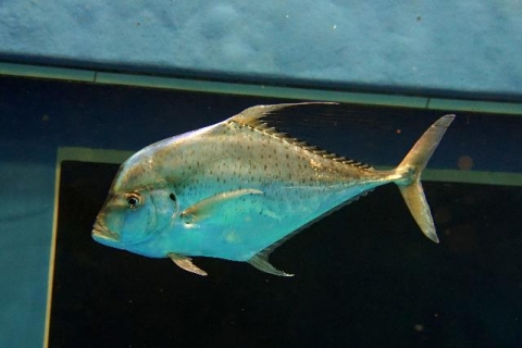 Diamond trevally / Indian threadfish | Churaumi Fish Encyclopedia ...