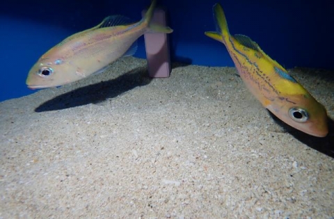 Pale ornate jobfish | Churaumi Fish Encyclopedia | Okinawa Churaumi ...