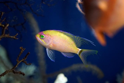 Churaumi Fish Encyclopedia | Okinawa Churaumi Aquarium - For the next ...