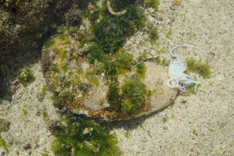 Two-ribboned sea cucumber | Churaumi Fish Encyclopedia | Okinawa ...