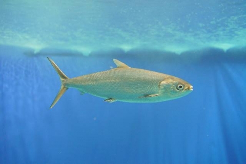 Milkfish | Churaumi Fish Encyclopedia | Okinawa Churaumi Aquarium - For ...