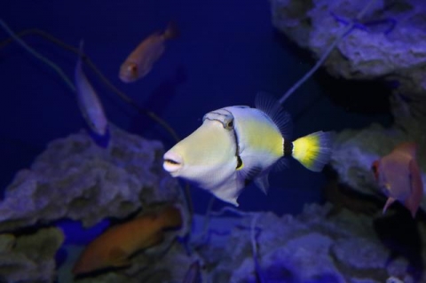 ー | Churaumi Fish Encyclopedia | Okinawa Churaumi Aquarium - For the ...