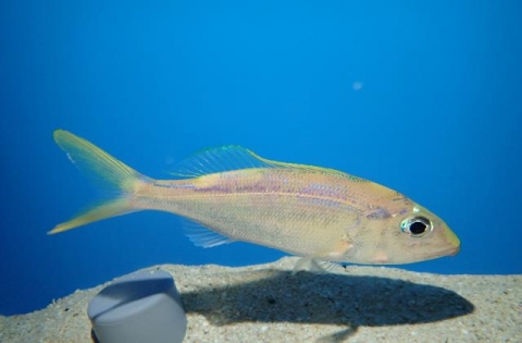Pale ornate jobfish | Churaumi Fish Encyclopedia | Okinawa Churaumi ...
