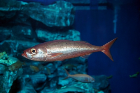 Japanese rubyfish | Churaumi Fish Encyclopedia | Okinawa Churaumi ...