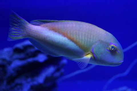 Robust tuskfish | Churaumi Fish Encyclopedia | Okinawa Churaumi ...