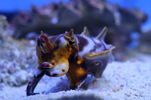 Paintpot cuttlefish | Churaumi Fish Encyclopedia | Okinawa Churaumi ...