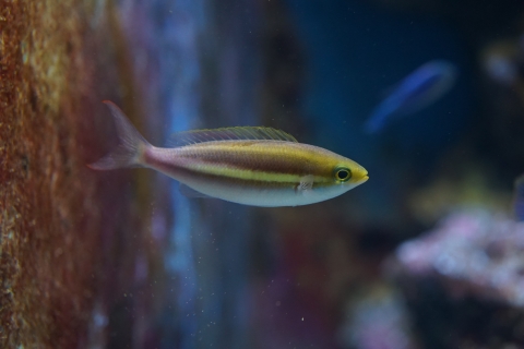 Small-toothed whiptail | Churaumi Fish Encyclopedia | Okinawa Churaumi ...