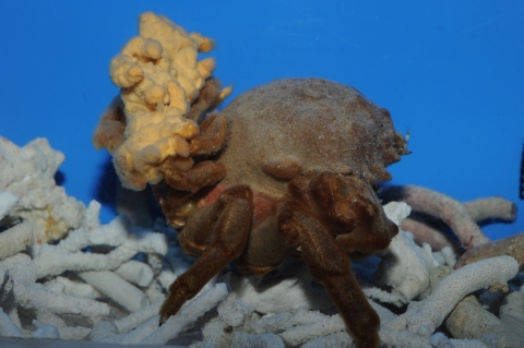 Sponge crab ／ Sleepy sponge crab | Churaumi Fish Encyclopedia | Okinawa ...