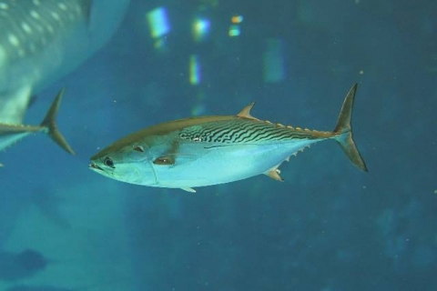Little tuna / Kawakawa / Mackerel tuna | Churaumi Fish Encyclopedia ...
