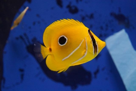 Bluelashed butterflyfish | Churaumi Fish Encyclopedia | Okinawa ...