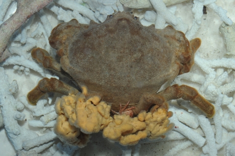 Sponge crab ／ Sleepy sponge crab | Churaumi Fish Encyclopedia | Okinawa ...