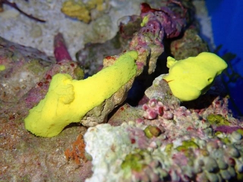 Lemon notodoris | Churaumi Fish Encyclopedia | Okinawa Churaumi ...