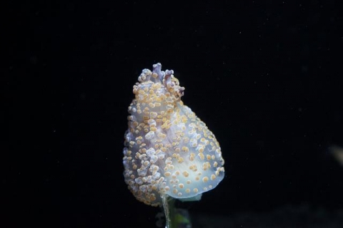 ー | Churaumi Fish Encyclopedia | Okinawa Churaumi Aquarium - For the ...