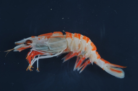 Armored shrimp | Churaumi Fish Encyclopedia | Okinawa Churaumi Aquarium ...