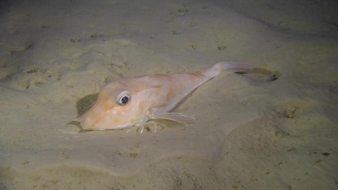 リュウキュウソコホウボウ | 美ら海生き物図鑑 | 沖縄美ら海水族館 - 沖縄の美ら海を、次の世代へ。-
