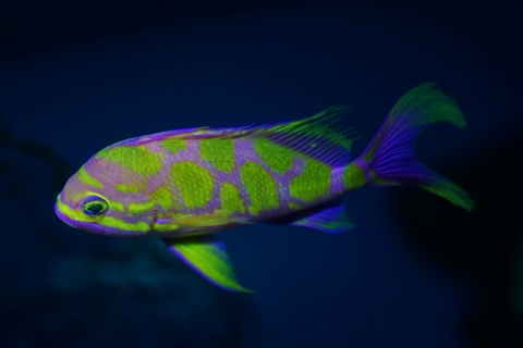 Checked swallowtail | Churaumi Fish Encyclopedia | Okinawa Churaumi ...