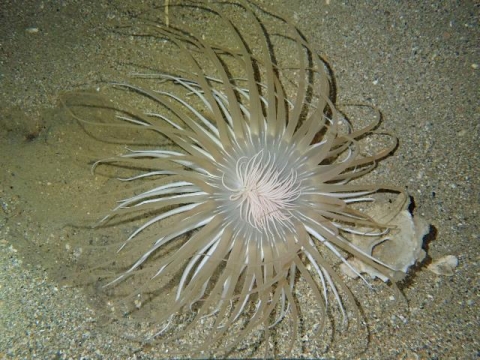 Tube-dwelling anemone | Churaumi Fish Encyclopedia | Okinawa Churaumi ...