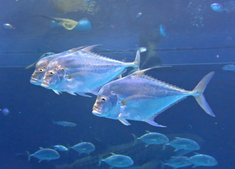 Diamond trevally / Indian threadfish | Churaumi Fish Encyclopedia ...