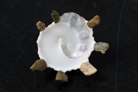 Carrier-shell | Churaumi Fish Encyclopedia | Okinawa Churaumi Aquarium ...