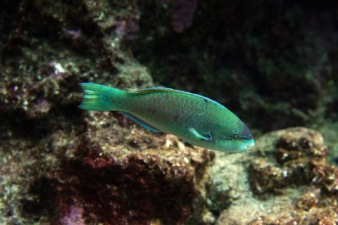 Globehead parrotfish | Churaumi Fish Encyclopedia | Okinawa Churaumi ...