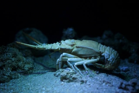 褐黃脊龍蝦 | 美丽海生物图鉴 | 冲绳美丽海水族馆 - 冲绳美麗海 世代相传