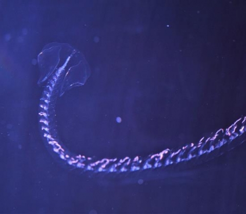 アイオイクラゲ科の一種 | 美ら海生き物図鑑 | 沖縄美ら海水族館 - 沖縄の美ら海を、次の世代へ。-