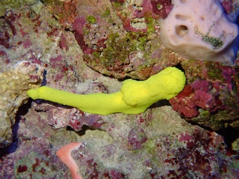 Lemon notodoris | Churaumi Fish Encyclopedia | Okinawa Churaumi ...