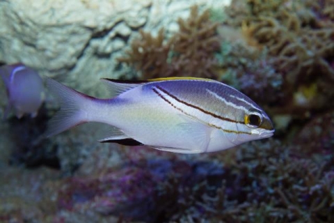 Two-lined monocle bream | Churaumi Fish Encyclopedia | Okinawa Churaumi ...