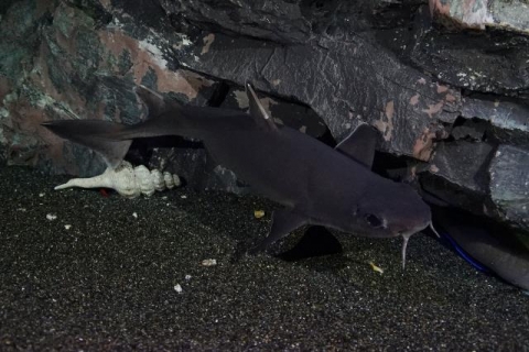 Mandarin dogfish | Churaumi Fish Encyclopedia | Okinawa Churaumi ...