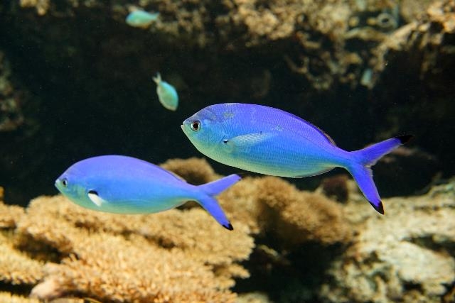 Churaumi Fish Encyclopedia | Okinawa Churaumi Aquarium - For the next ...