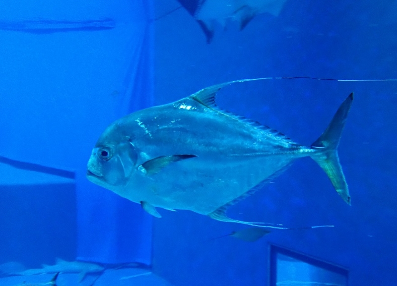 Churaumi Fish Encyclopedia | Okinawa Churaumi Aquarium - For the next ...