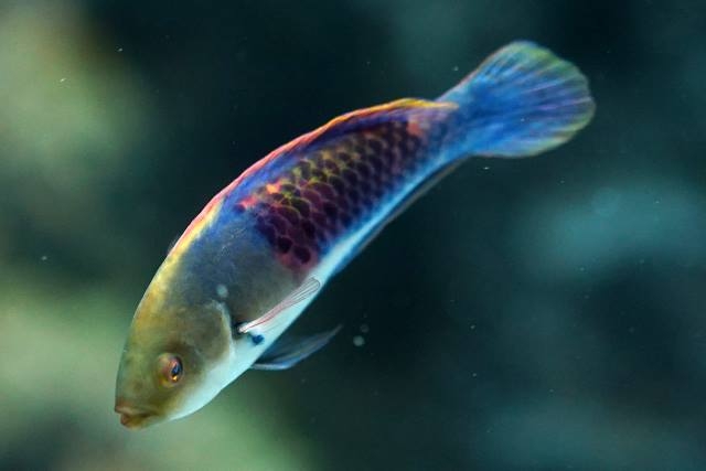 Churaumi Fish Encyclopedia | Okinawa Churaumi Aquarium - For the next ...