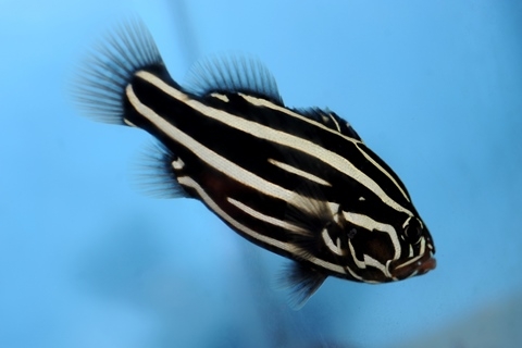 Churaumi Fish Encyclopedia | Okinawa Churaumi Aquarium - For the next ...