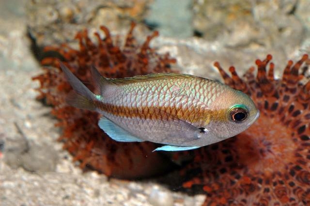 Churaumi Fish Encyclopedia | Okinawa Churaumi Aquarium - For the next ...