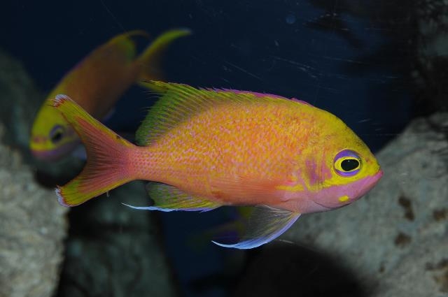 美ら海生き物図鑑 | 沖縄美ら海水族館 - 沖縄の美ら海を、次の世代へ。-