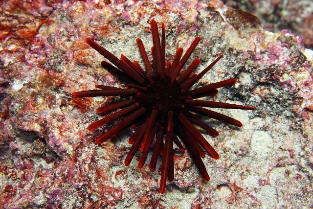 Churaumi Fish Encyclopedia | Okinawa Churaumi Aquarium - For the next ...