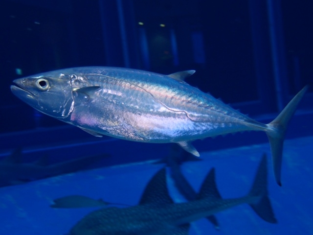 Churaumi Fish Encyclopedia | Okinawa Churaumi Aquarium - For the next ...