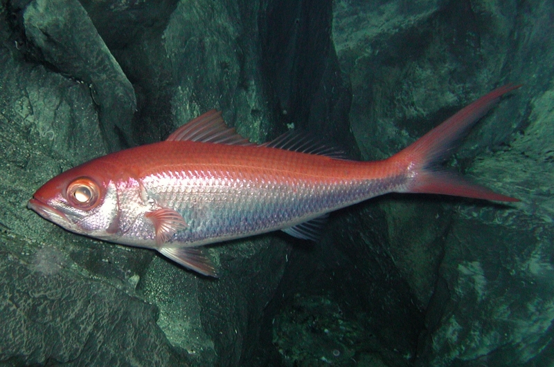 추라우미 생물도감 | 오키나와 추라우미 수족관 - 오키나와의 아름다운 바다를 다음 세대에