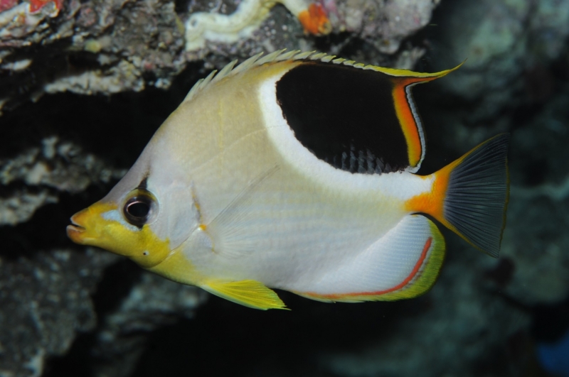 Churaumi Fish Encyclopedia | Okinawa Churaumi Aquarium - For the next ...