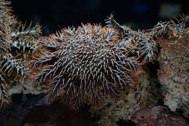 추라우미 생물도감 | 오키나와 추라우미 수족관 - 오키나와의 아름다운 바다를 다음 세대에