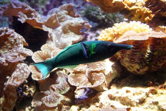 Churaumi Fish Encyclopedia | Okinawa Churaumi Aquarium - For the next ...