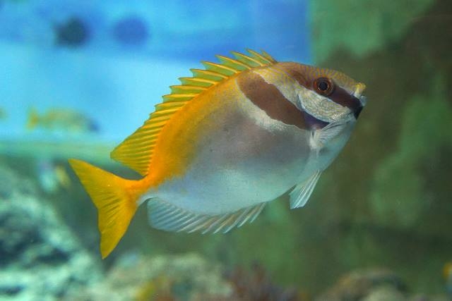 Churaumi Fish Encyclopedia | Okinawa Churaumi Aquarium - For the next ...