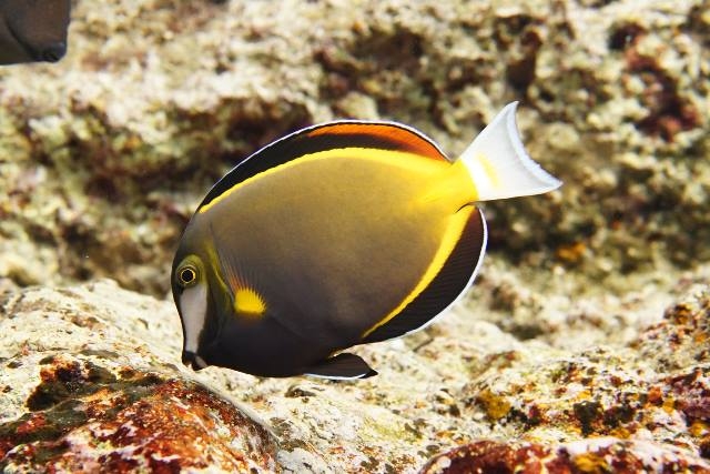 Churaumi Fish Encyclopedia | Okinawa Churaumi Aquarium - For the next ...