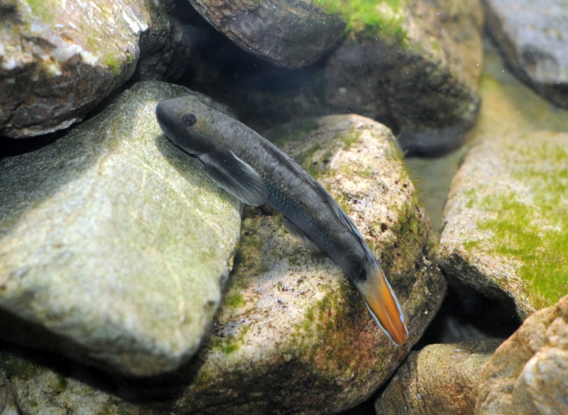 Churaumi Fish Encyclopedia | Okinawa Churaumi Aquarium - For the next ...