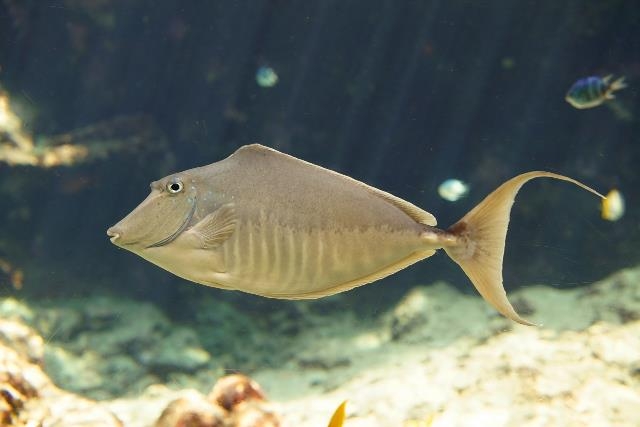 Churaumi Fish Encyclopedia | Okinawa Churaumi Aquarium - For the next ...