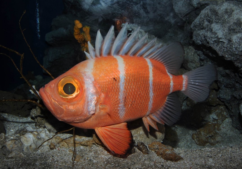 Churaumi Fish Encyclopedia | Okinawa Churaumi Aquarium - For the next ...