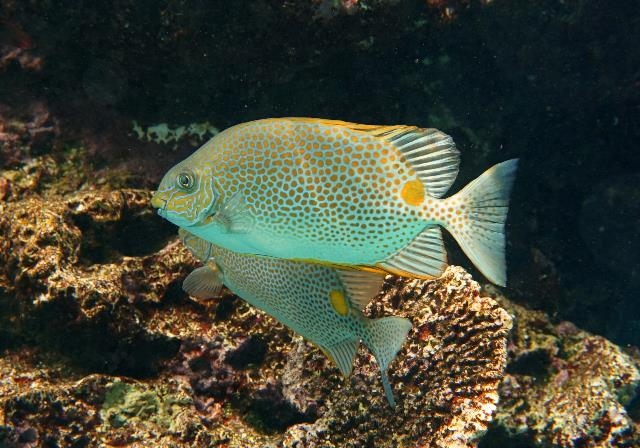 Churaumi Fish Encyclopedia | Okinawa Churaumi Aquarium - For the next ...