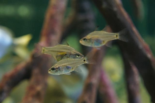 Churaumi Fish Encyclopedia | Okinawa Churaumi Aquarium - For the next ...