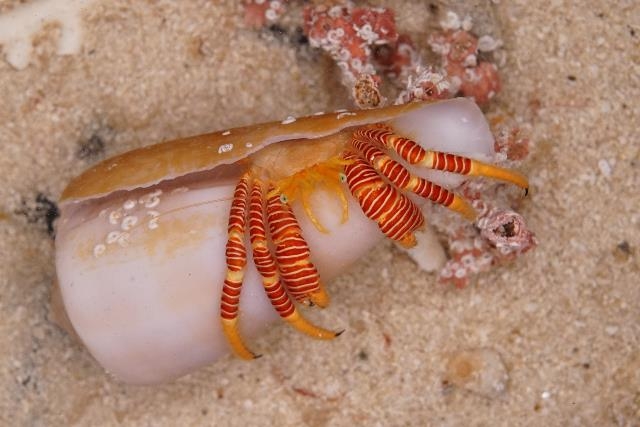 Churaumi Fish Encyclopedia | Okinawa Churaumi Aquarium - For the next ...