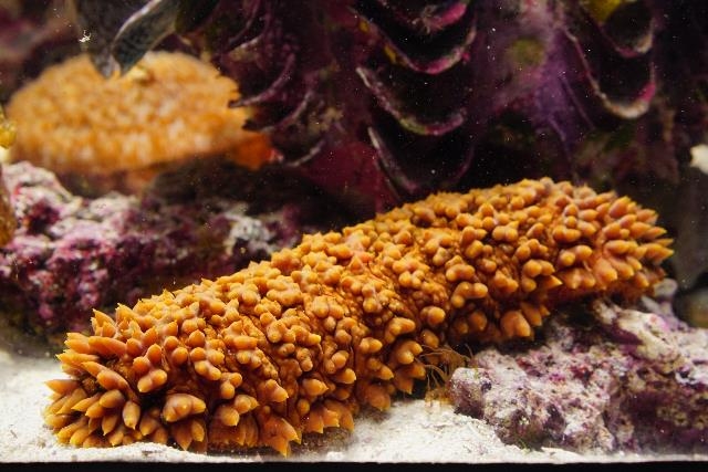 美ら海生き物図鑑 | 沖縄美ら海水族館 - 沖縄の美ら海を、次の世代へ。-